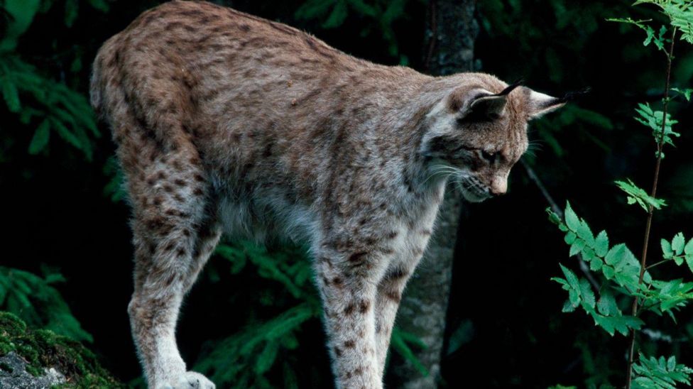 Lynx reintroduction needs public support, says National Trust - BBC News