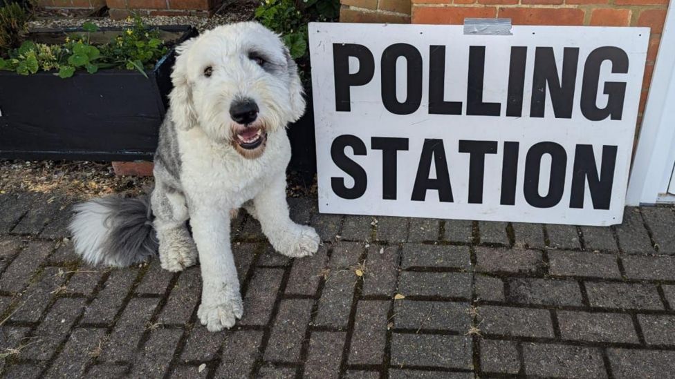 Polling station pets include dogs, horse and snake - BBC News