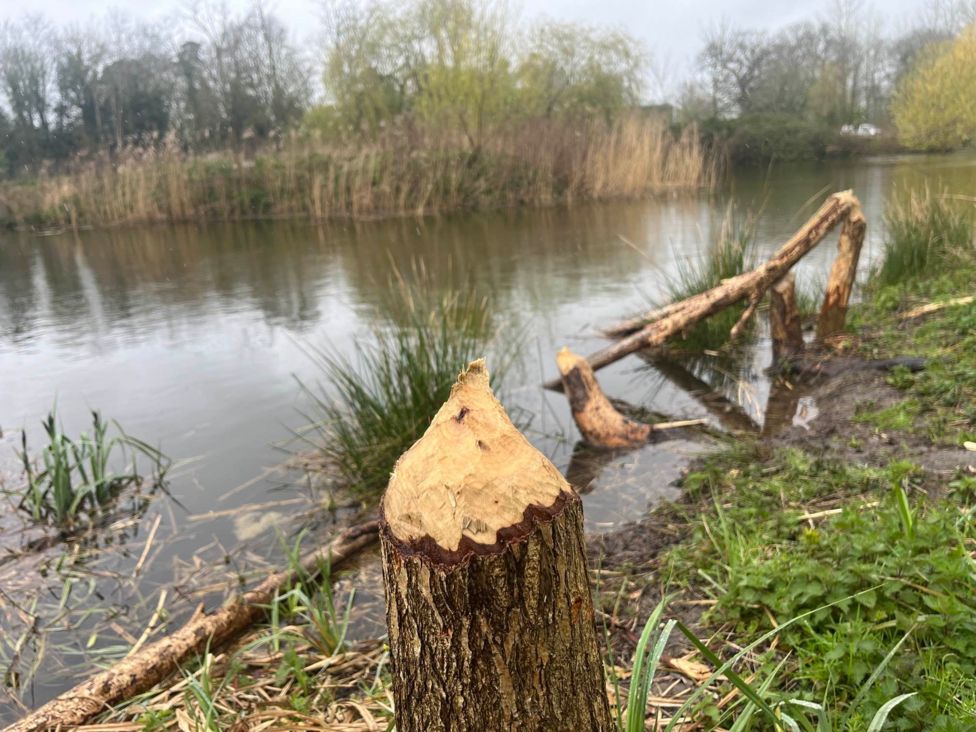 Suffolk's beavers back for the 'first time in 400 years' - BBC News
