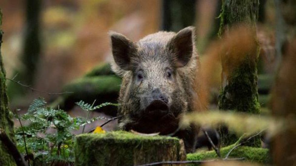 Feral pig numbers could rise in Scotland, say experts - BBC News