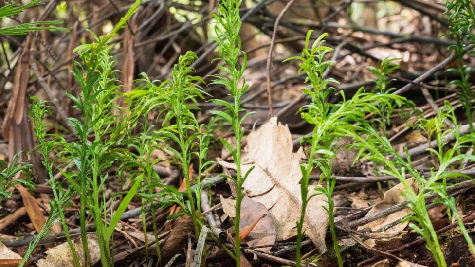 Tiny fern smashes world record for biggest DNA - BBC News