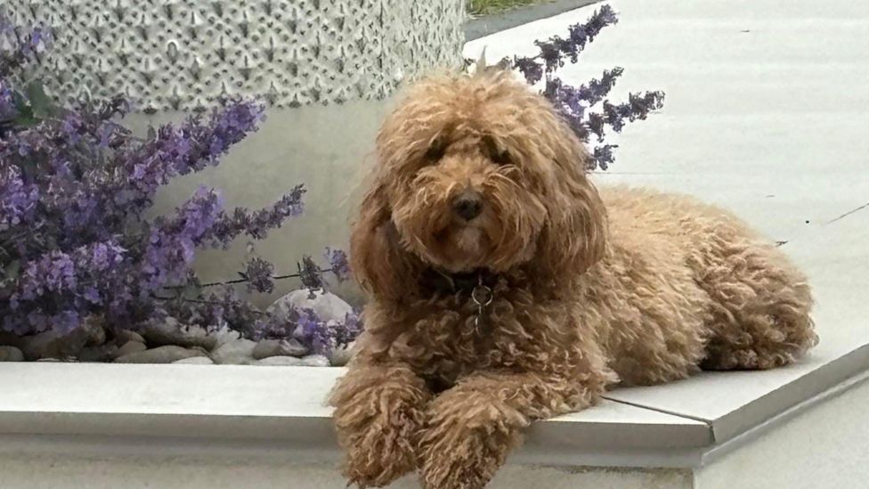 Dog found eight miles from where she went missing - BBC News