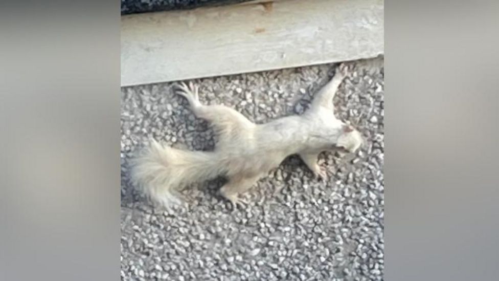 White squirrel: Rare rodent spotted on Ystrad Mynach wall - BBC News