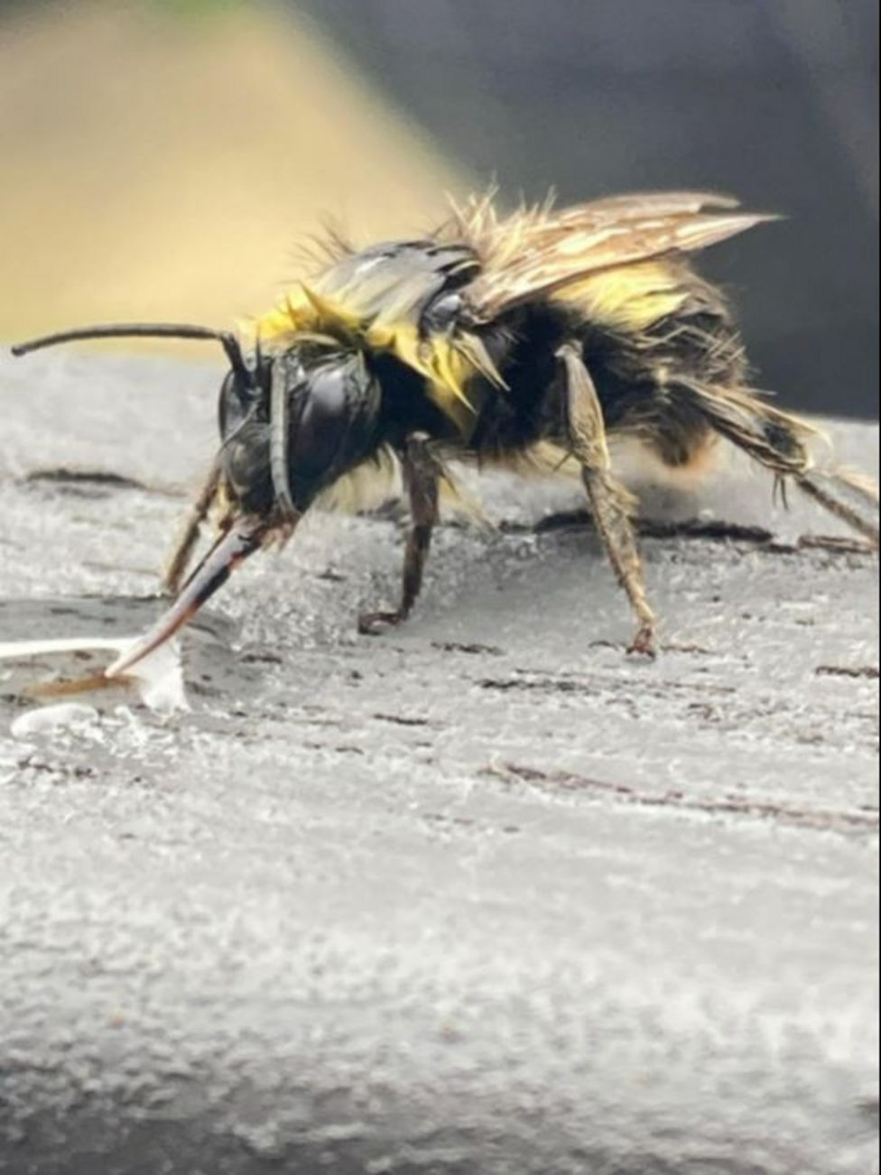 Snoozy kitten and hungry bee star in RSPCA photo competition - BBC News