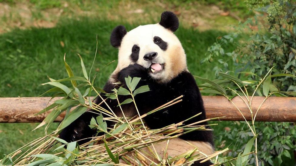 South Korea born panda makes first public appearance in China - BBC ...