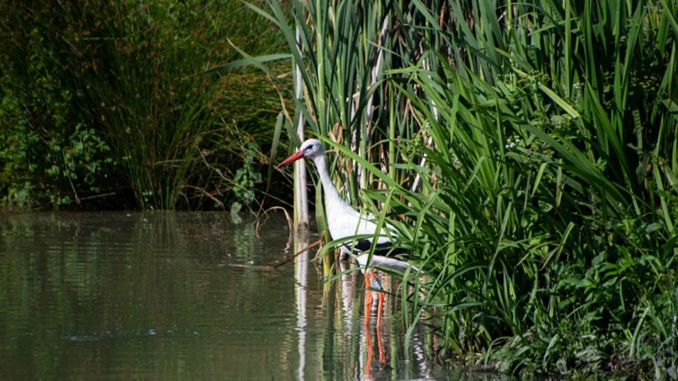Knepp Castle: Stork breeding programme has most successful year - BBC News