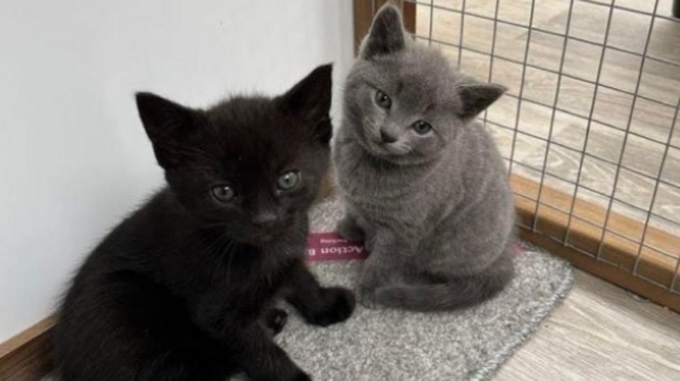 Kittens being found dead as Cats Protection struggles to cope with ...