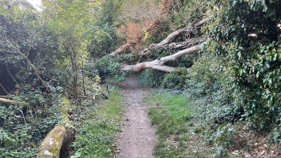 Tè à Leòdhas agus a taisteal le aiseal - Naidheachdan a' BhBC