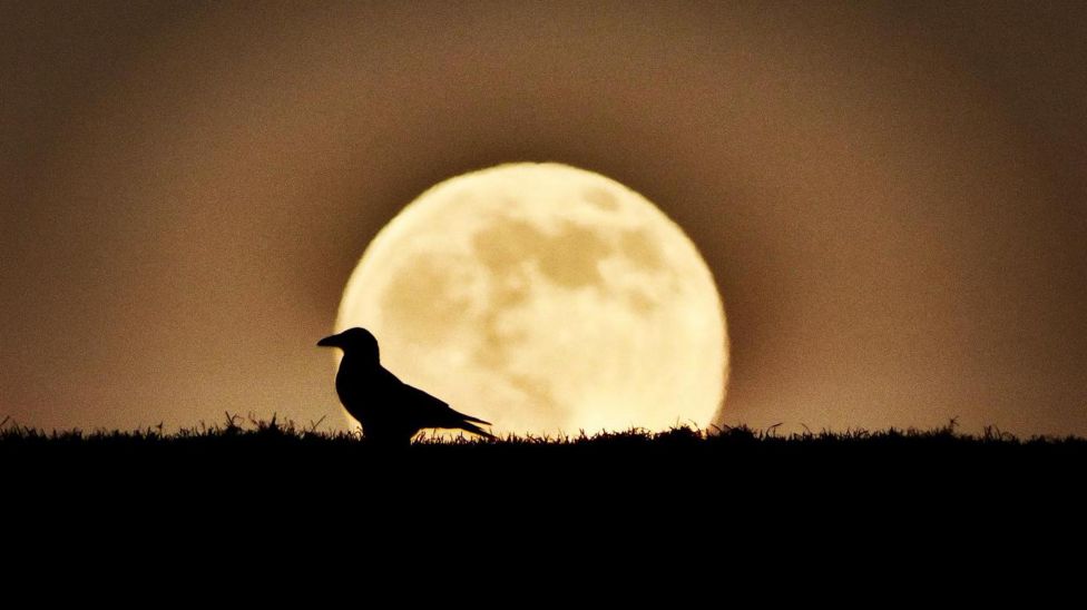 In pictures: Wolf Moon snapped in skies over Scotland - BBC News