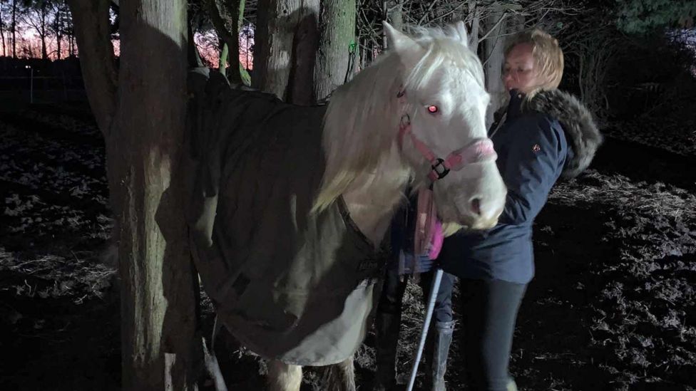 Clifton horse stuck between trees rescued by firefighters - BBC News