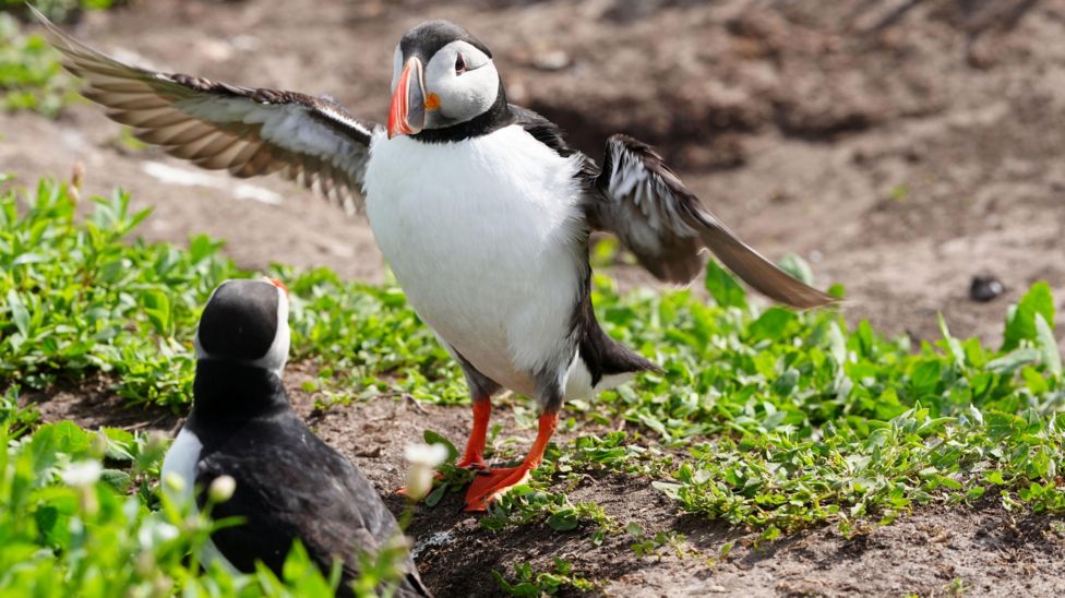 Hopes Farne Islands are clear of bird flu as puffin count starts - BBC News