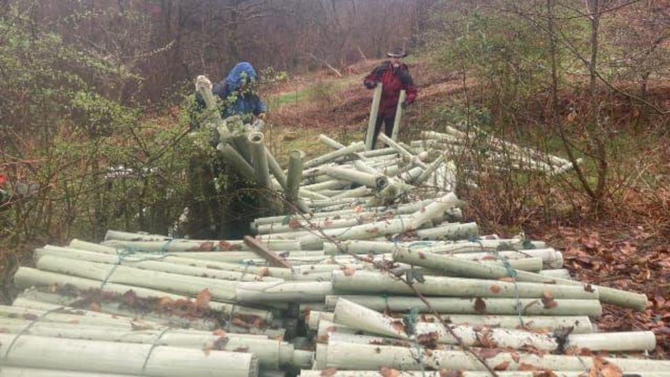 Lake District charity collects thousands of plastic tree tubes - BBC News