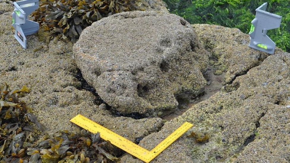 Skye dinosaurs: 40 years of fossil discoveries on island - BBC News