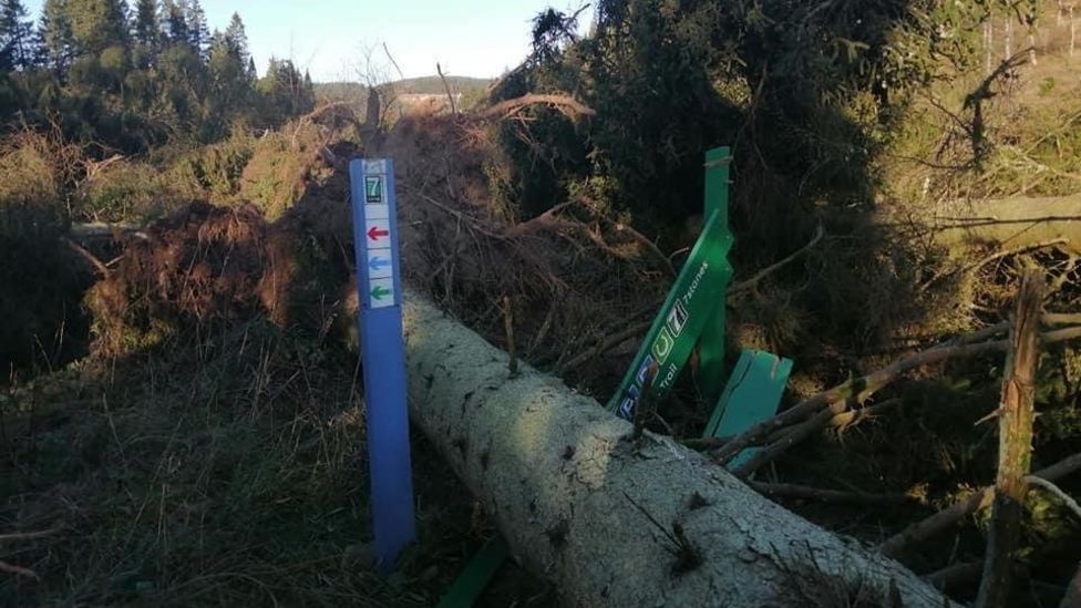 Forest safety plea as storm clear-up continues - BBC News
