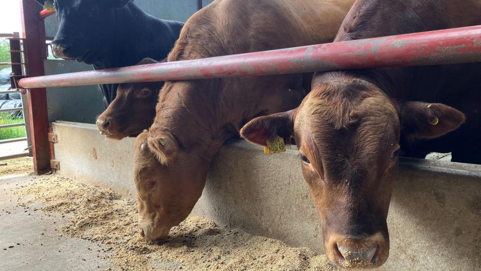 Amaeth: 'Gwead cefn gwlad am ddioddef heb fwy o arian' - BBC Cymru Fyw