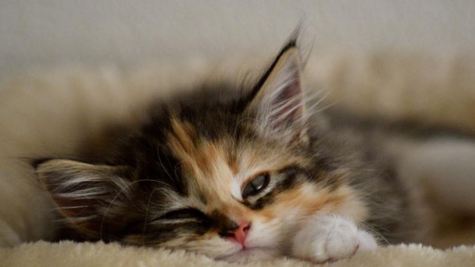 Canoe cat Tilly takes trips on the Norfolk Broads - BBC News