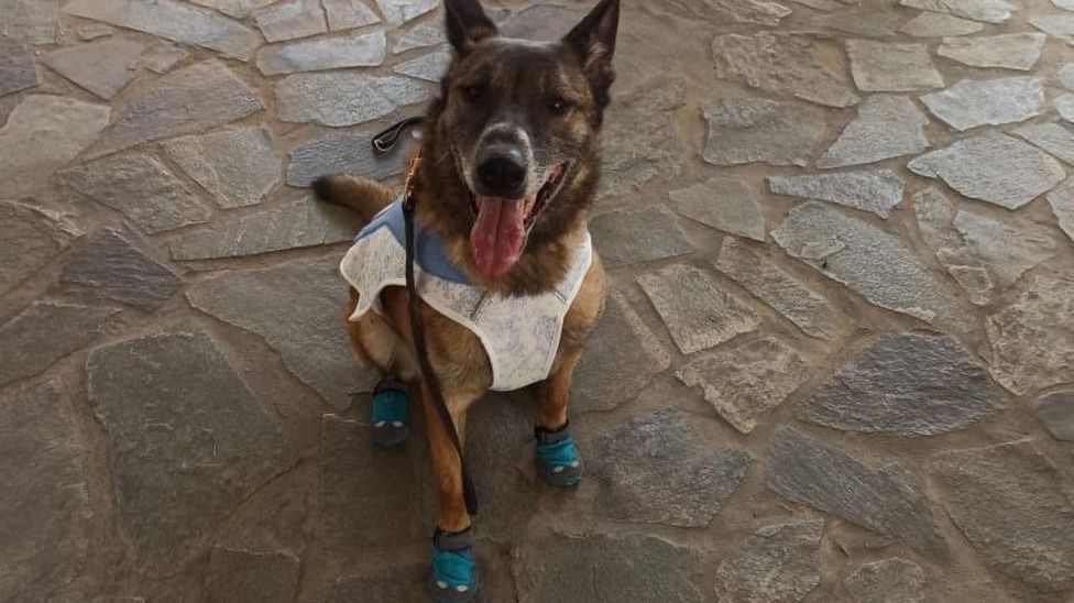 Lady Bathurst sends protective gear to police dogs in Greece - BBC News