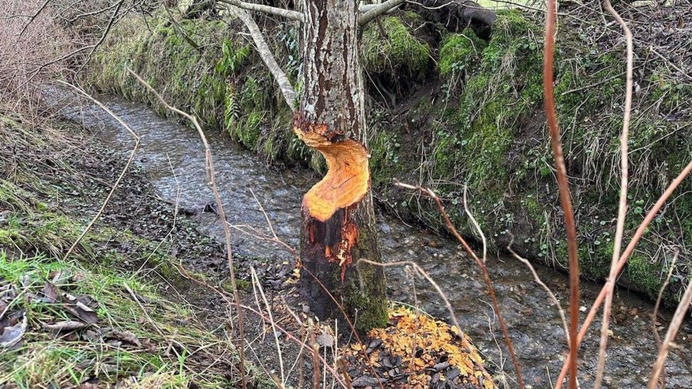 Beavers 'capable of bringing down a tree in a night' - BBC News