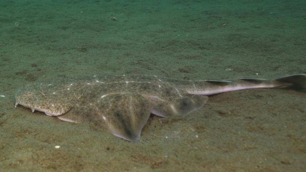 Gwobr i brosiect sy'n gwarchod siarcod prin Pen Llŷn - BBC Cymru Fyw