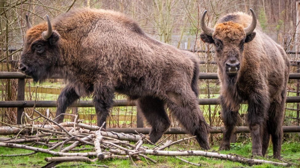 Wildwood: Herne Bay park sees arrival of two new bison bulls - BBC News