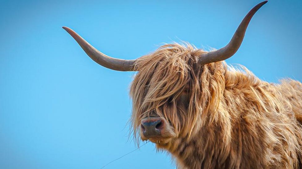 Call for recognition for Scotland's rare native breeds - BBC News