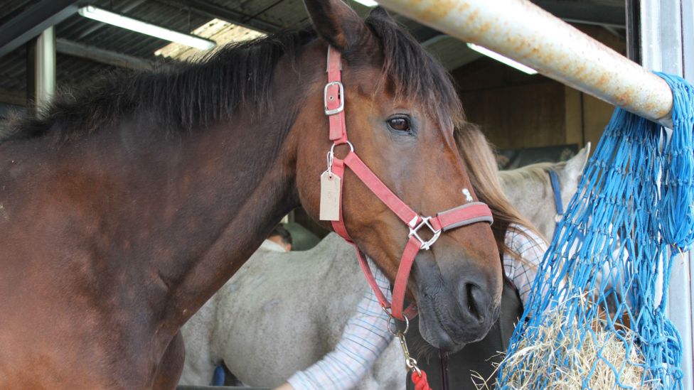 Lluniau: Dydd Llun a Dydd Mawrth y Sioe Fawr - BBC Cymru Fyw
