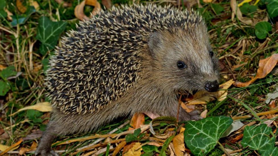 Hedgehog: Man who mutilated young animal jailed for 18 months - BBC News