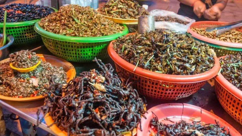 Eating insects: Could eating bugs become the norm? - BBC Newsround
