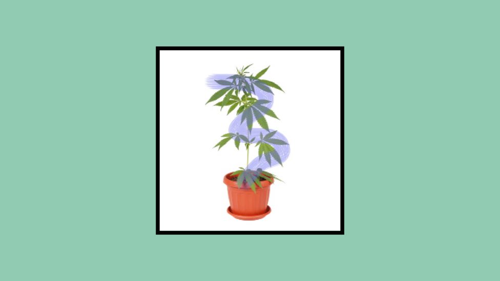 Nine Things You Probably Didn T Know About Marijuana Bbc Three