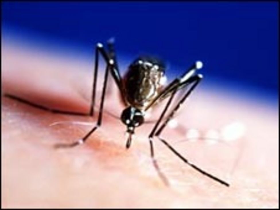 Mosquitoes 'increase' on Wirral marshes - BBC News