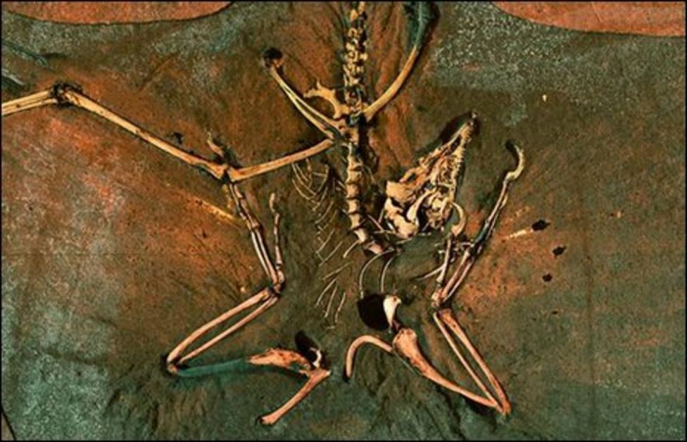 Fossil reveals early bird plumage - BBC News