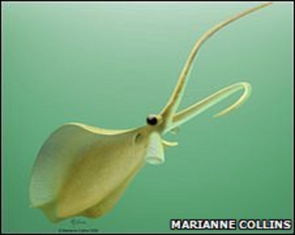 Mystery fossil is ancestor of squid - BBC News