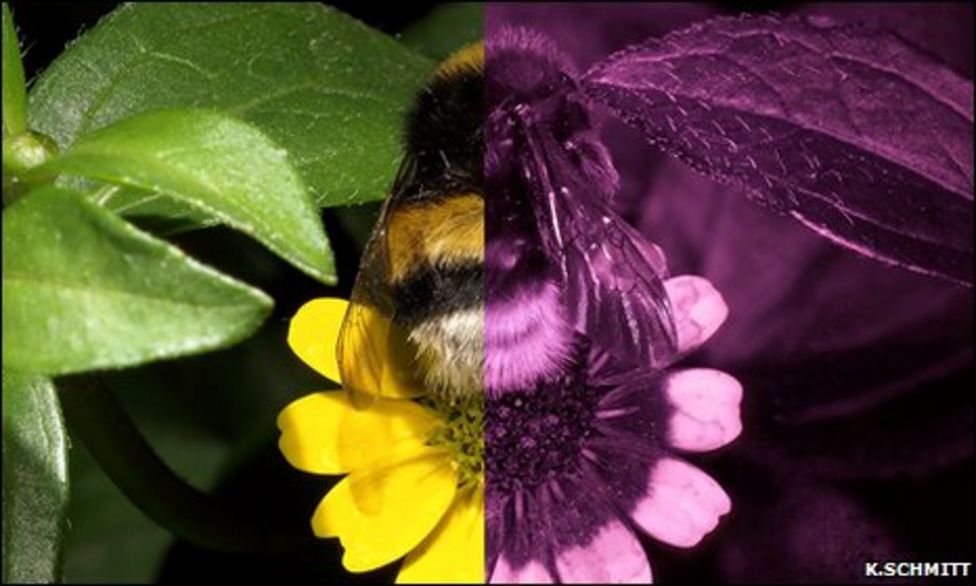 Bee stripes may not keep predators away - BBC News