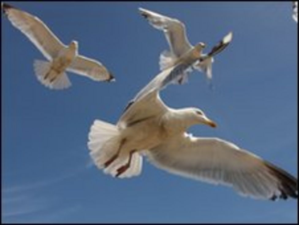 Seagulls force Aberdeen school's snacks inside - BBC News