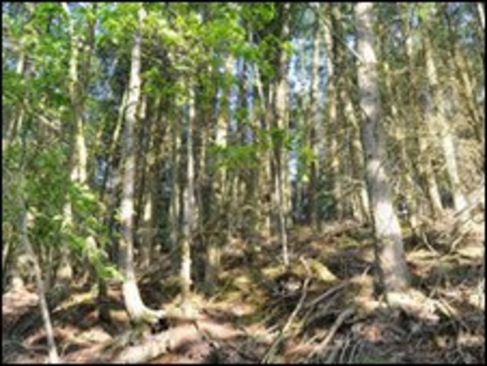 Cumbria killer Derrick Bird 'probed over tax' - BBC News