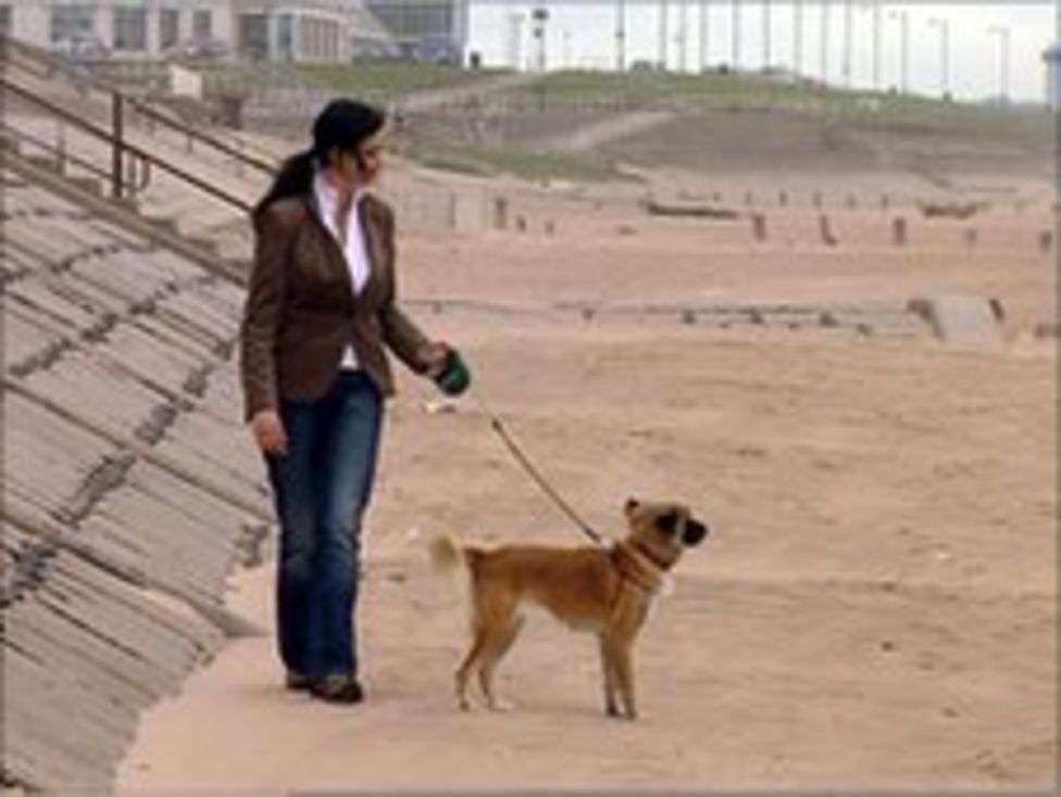 Thousands spent to bring Mauritius dog Dodo to Aberdeen - BBC News