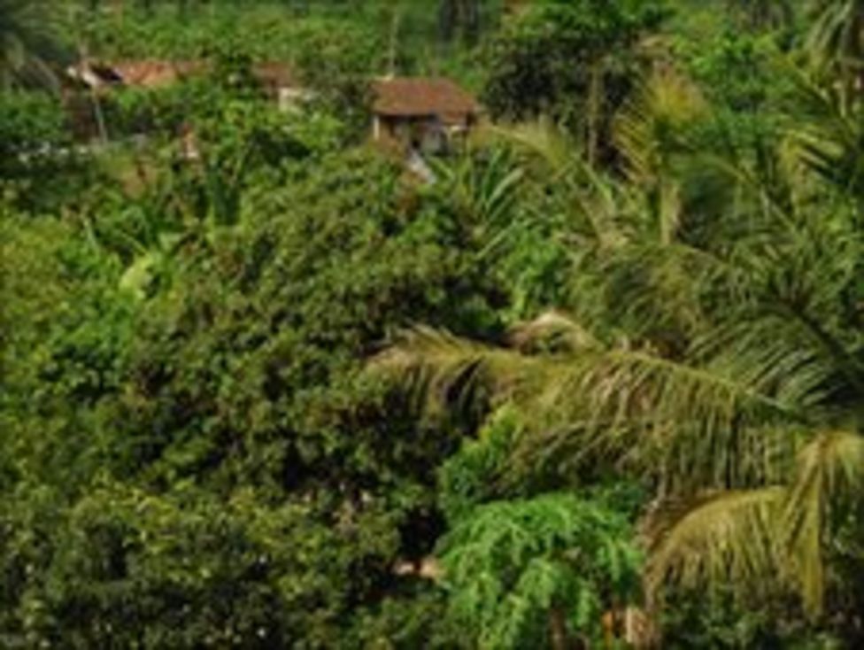 How fruit trees in Indian village save girls' lives - BBC News