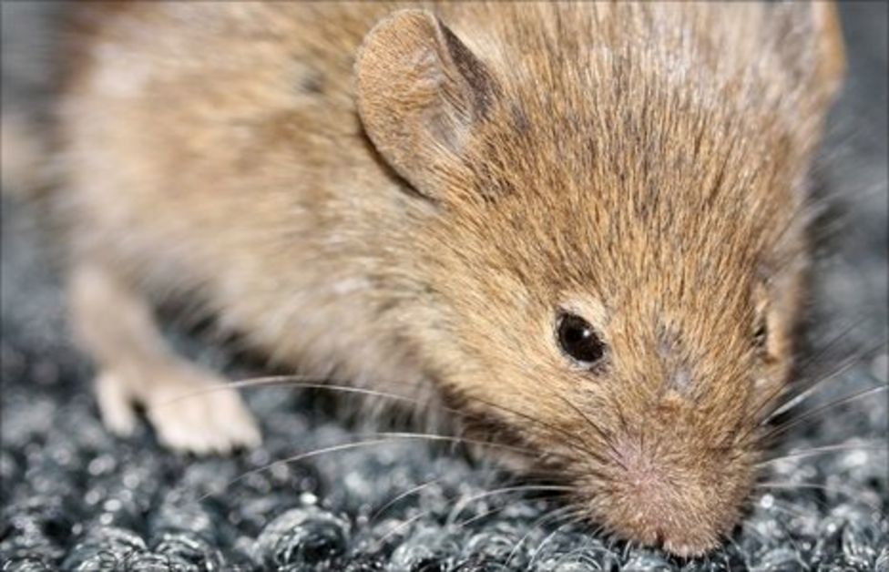 Islanders on Shetland to help with 'Viking mice' study - BBC News