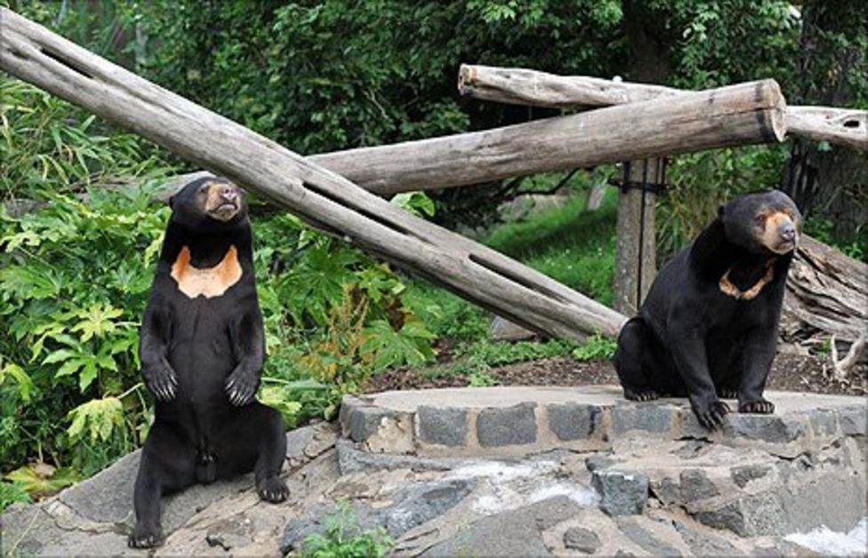 Sun bears arrive at Edinburgh Zoo - BBC News