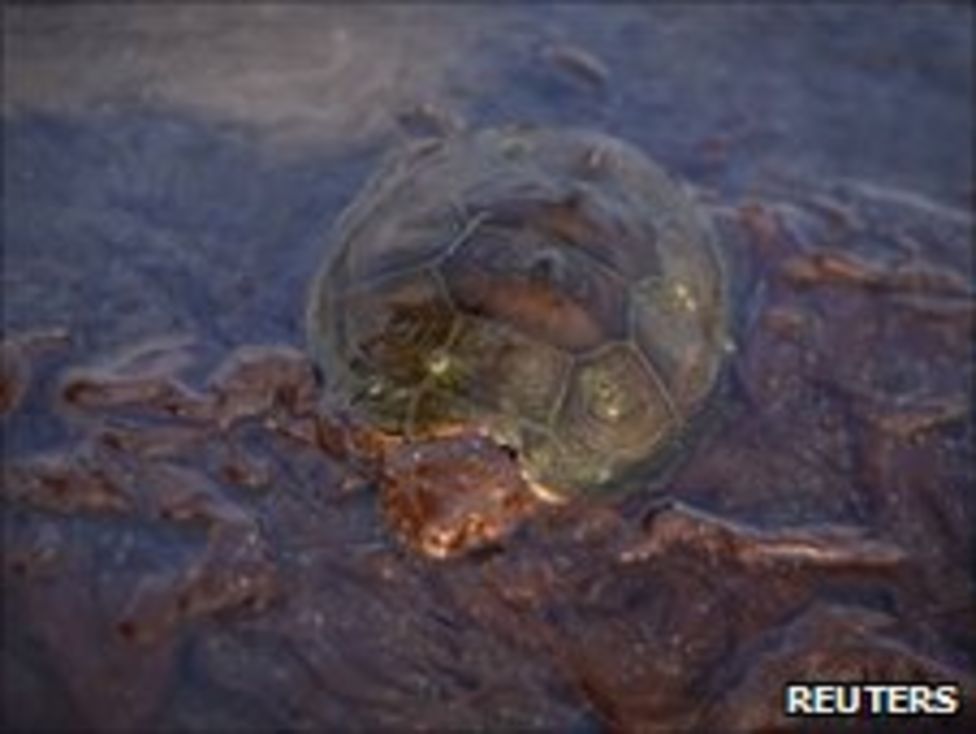 How much damage has the BP oil spill done? - BBC News