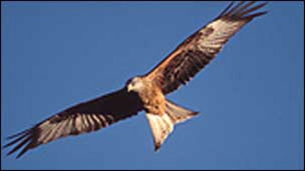 Red kites numbers in Northern Ireland on the increase - BBC News