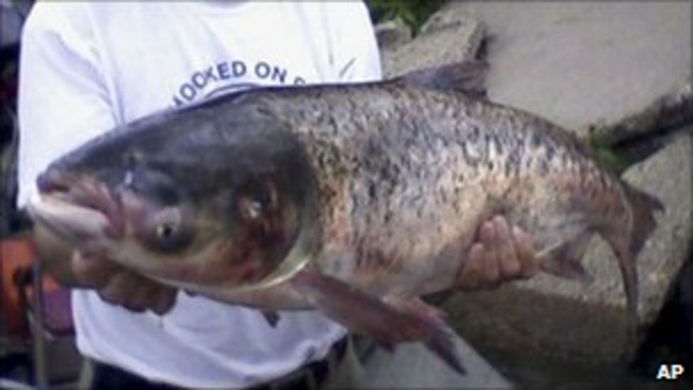 Chicago goes to war with Asian carp - BBC News