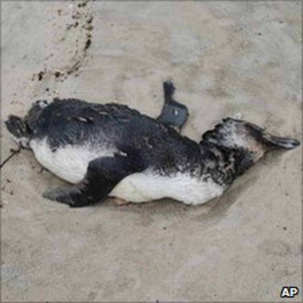Hundreds of dead penguins washed up in Brazil - BBC News