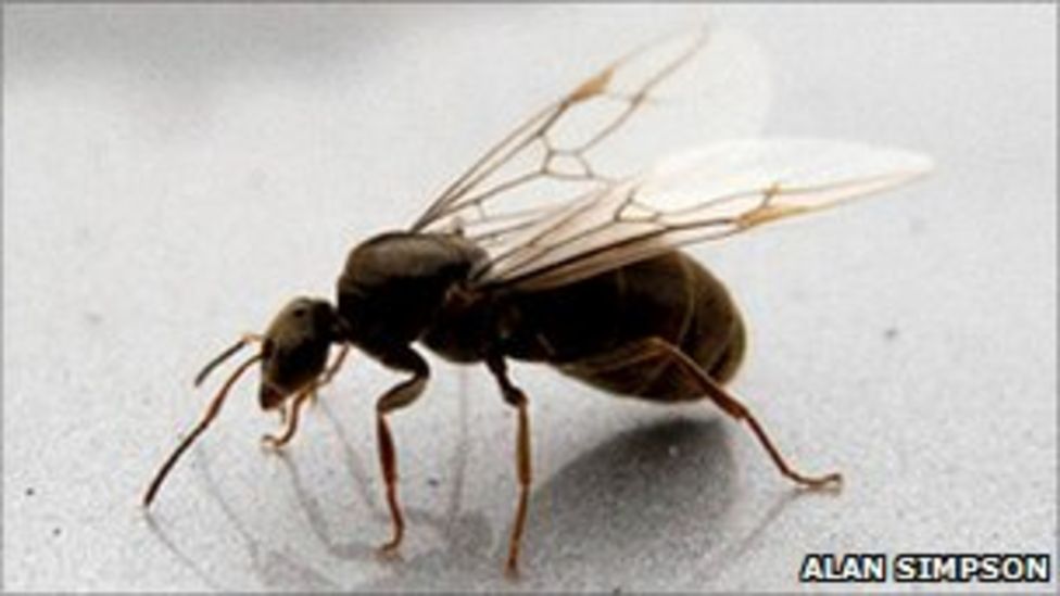 Flying ants stage annual mating ritual - BBC News