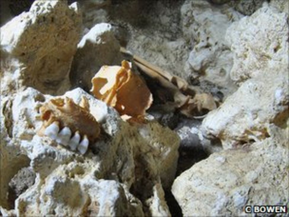 Divers find ancient monkey fossil - BBC News