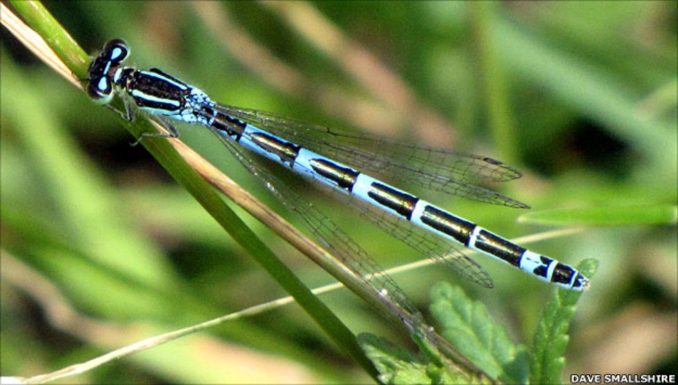 Beautiful 'lost' insect turns up anew in UK - BBC News