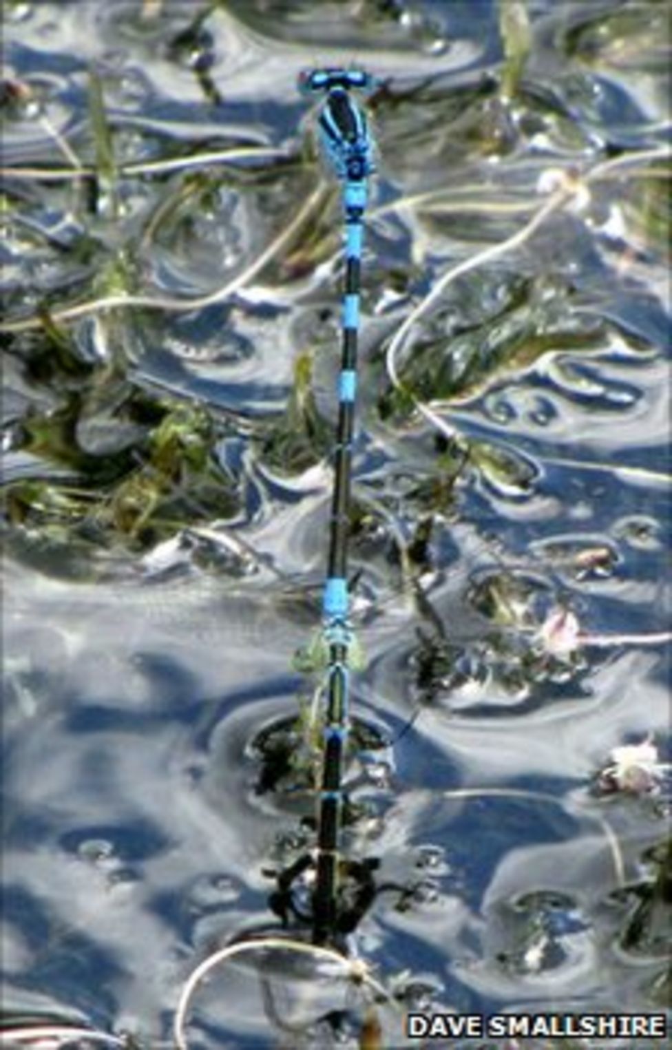 Beautiful 'lost' insect turns up anew in UK - BBC News