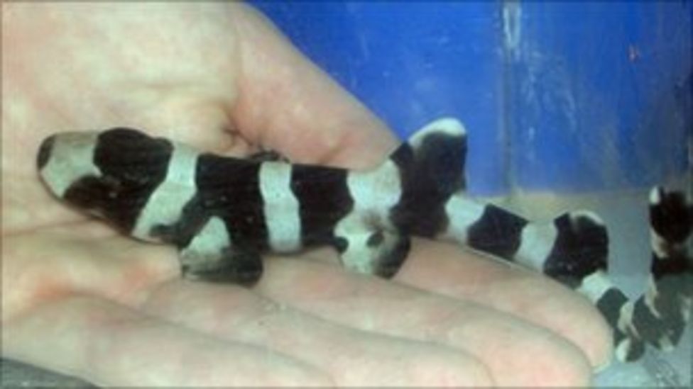 Donated tropical sharks hatch at Hastings aquarium - BBC News
