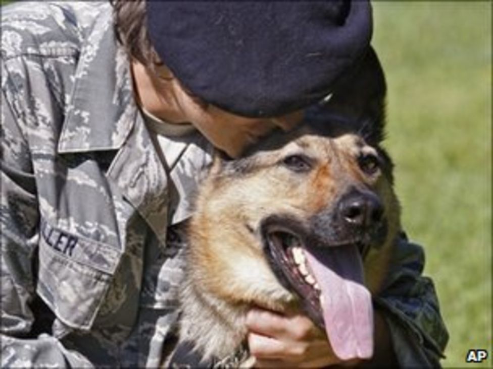 Military dog recovers from PTSD after Iraq war - BBC News