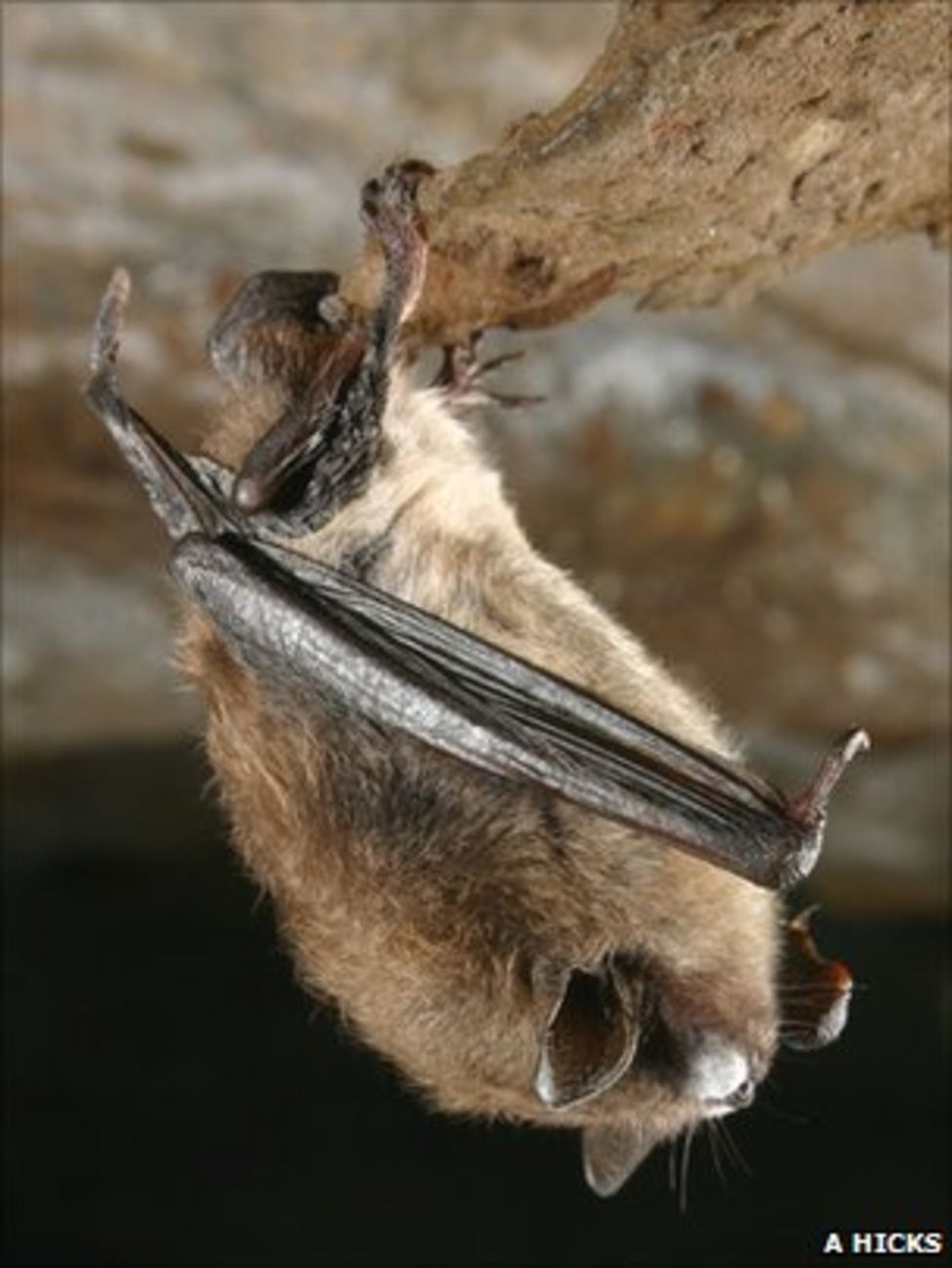 Disease 'killed one million bats' - BBC News